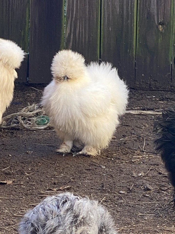 6 Show Quality Silkie & Showgirl chicken hatching eggs | eBay