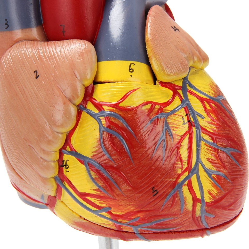2X(1: 1 Human Heart Model, Anatomically Accurate Heart Model Size ...