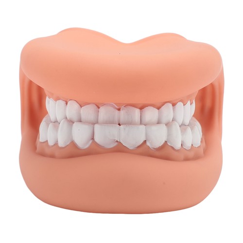 Mouth Puppet With Tongue 28 Teeth Silicone Speech Therapy Demonstration ...