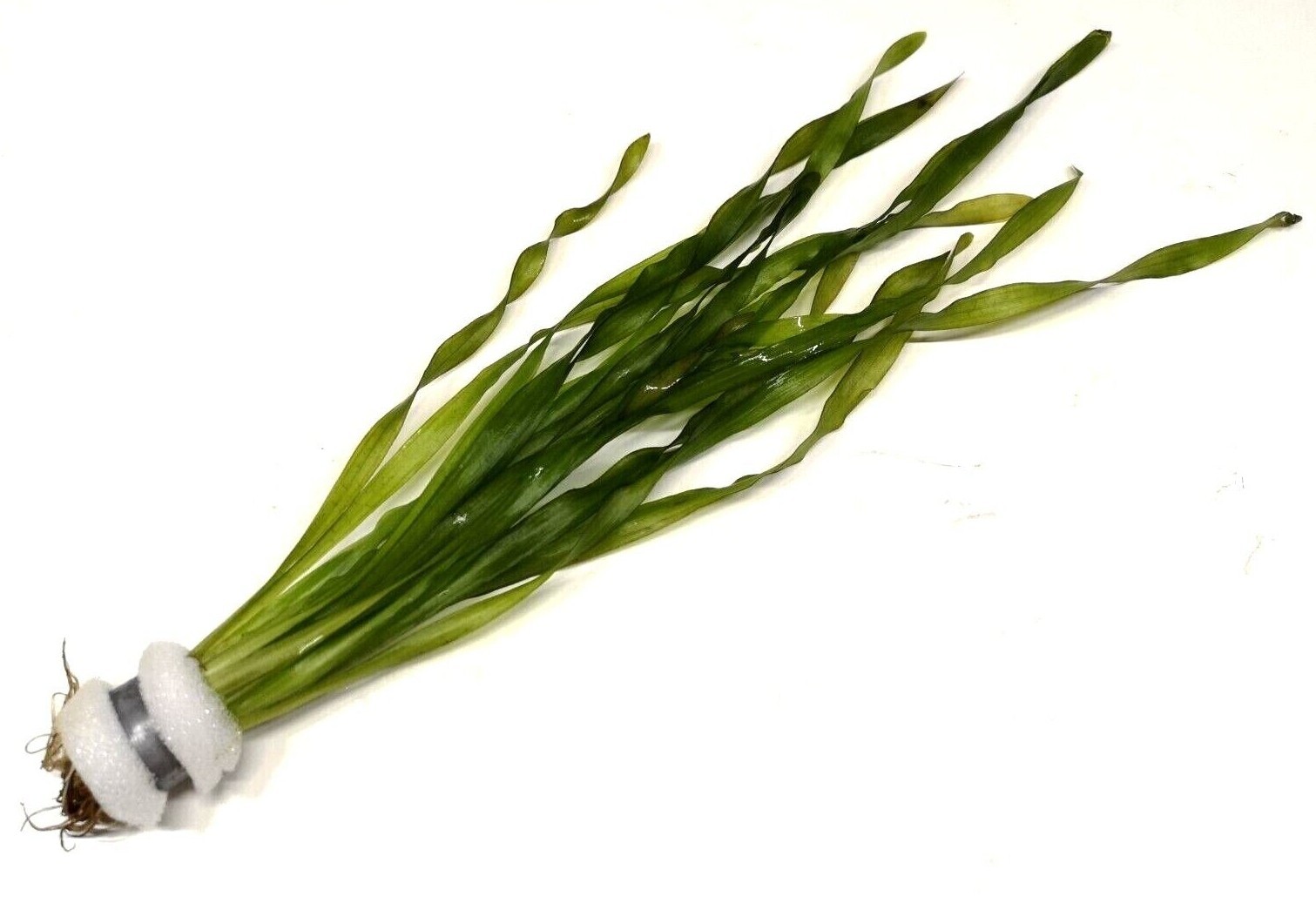 Vallisneria Asiaticia "Corkscrew" Vallis Bunch Live Aquarium Aquatic ...