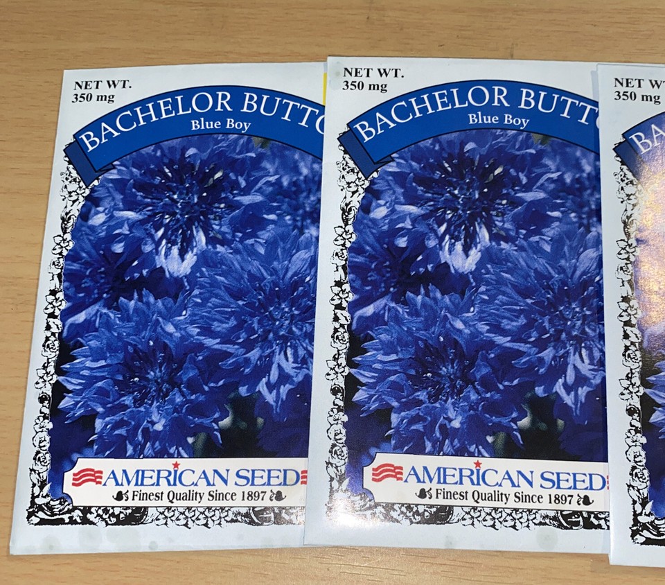 Bachelor Button BLUE BOY Cutflowers 350 mg Seeds packed for 2022 | eBay