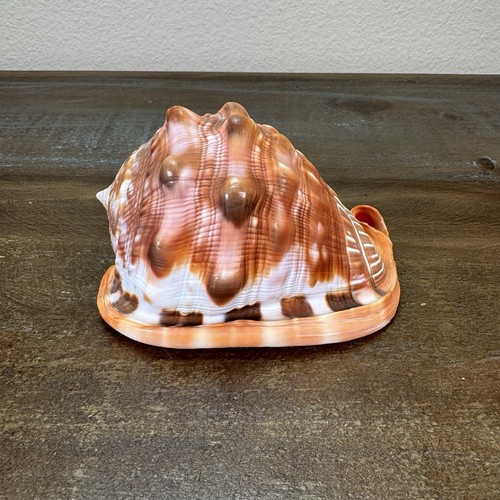Cassis Rufa Snail Sea Shell Conch Shell Bulls Mouth Orange, Brown ...