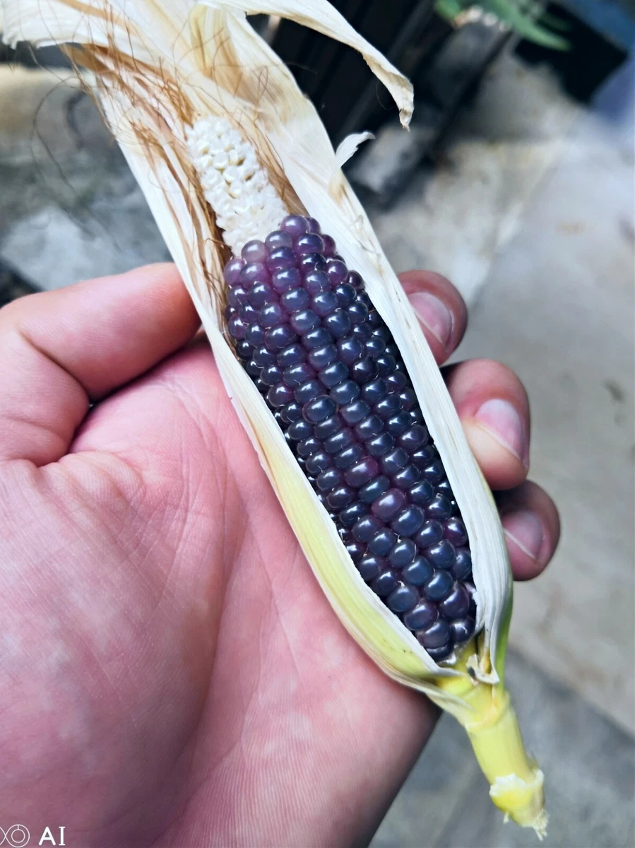 Unusual Blue Corn