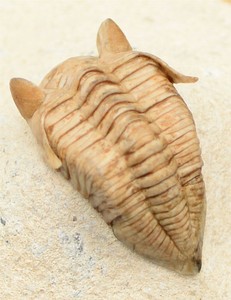 Russian Trilobites 2 | eBay Stores