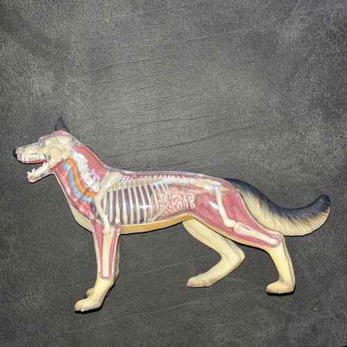 4D Vision German Shepherd Dog Anatomy Model | eBay