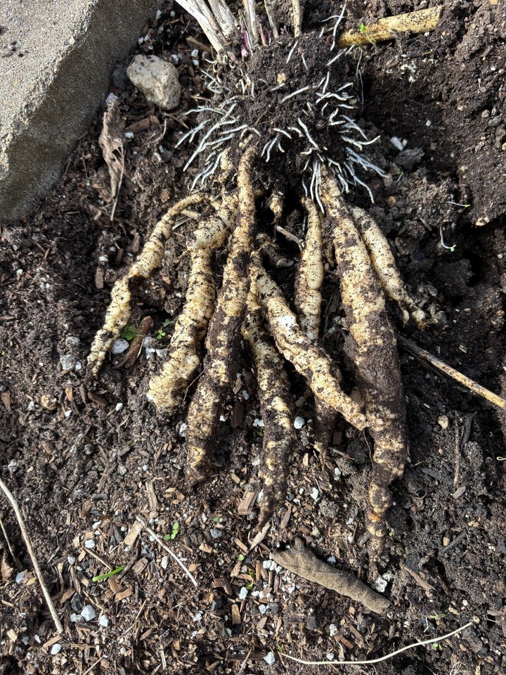 Skirret (Sium sisarum) – Rare Heirloom Perennial Root Vegetable – 15 ...