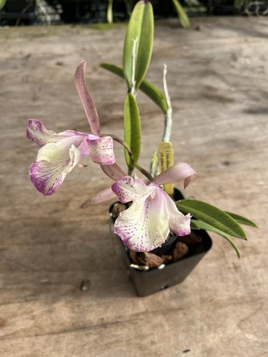 Felix Alfonso Estrada X B Nodosa ‘Orchid Eros’ AM/AOS 4”Pot * In Flower ...