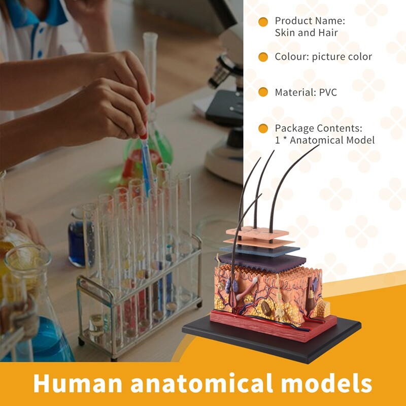 4D Human Skin Model Hair Organs Assembling Puzzle Model Teaching ...
