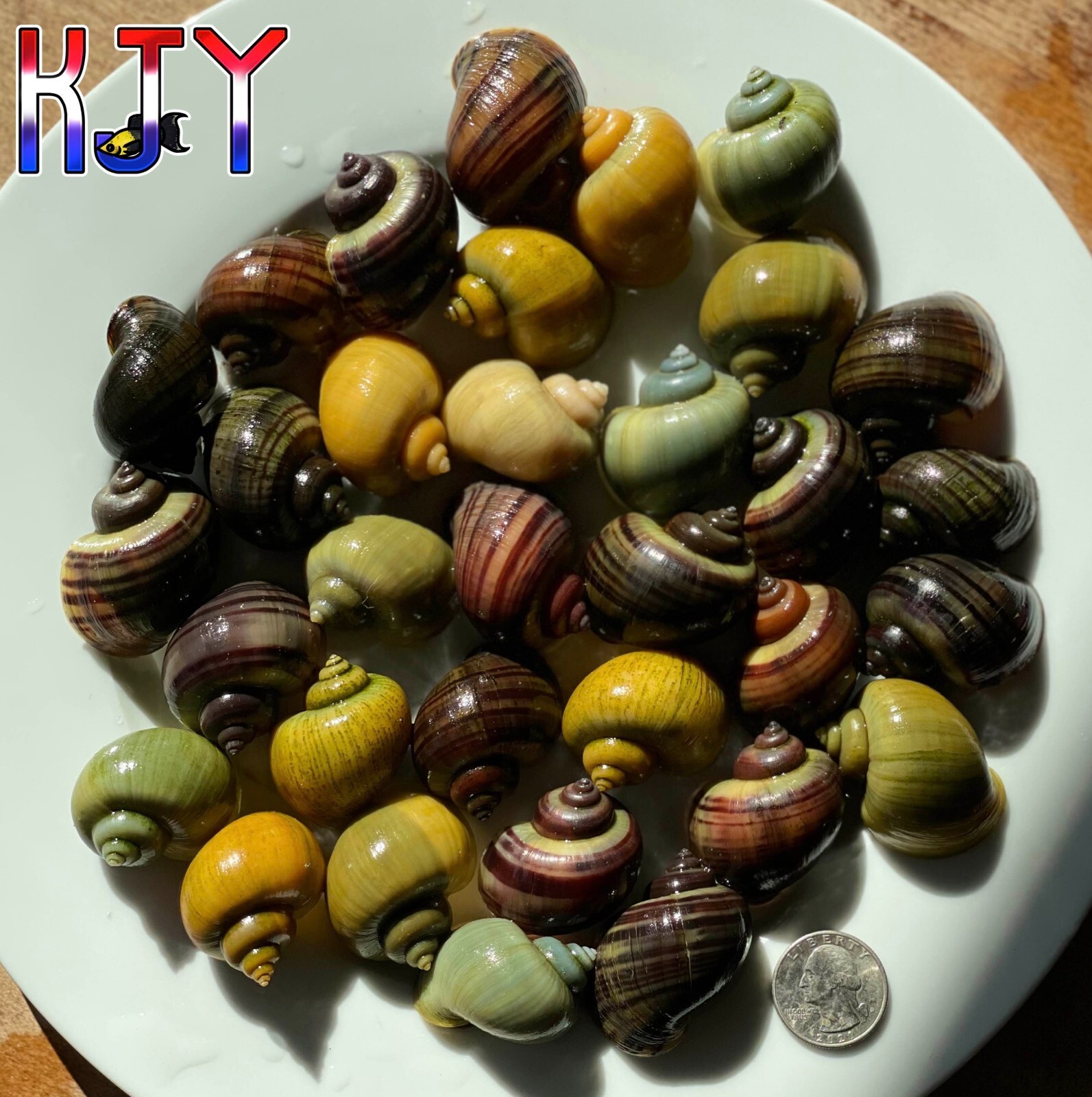 JUMBO Mystery Snail Random Color HALF-DOLLAR SIZED (5 PK) (8 POSSIBLE ...