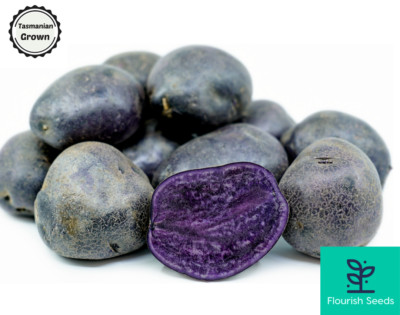 POTATOES `Purple Congo' tubers | Flourish Seeds: Tasmanian Grown Seed ...