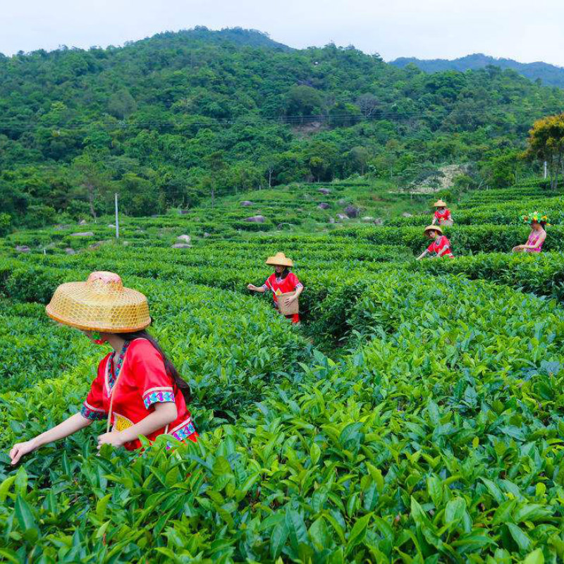 Top Quality Yunnan Dianhong Tea Classic Dian Hong Black Tea Top Grade ...