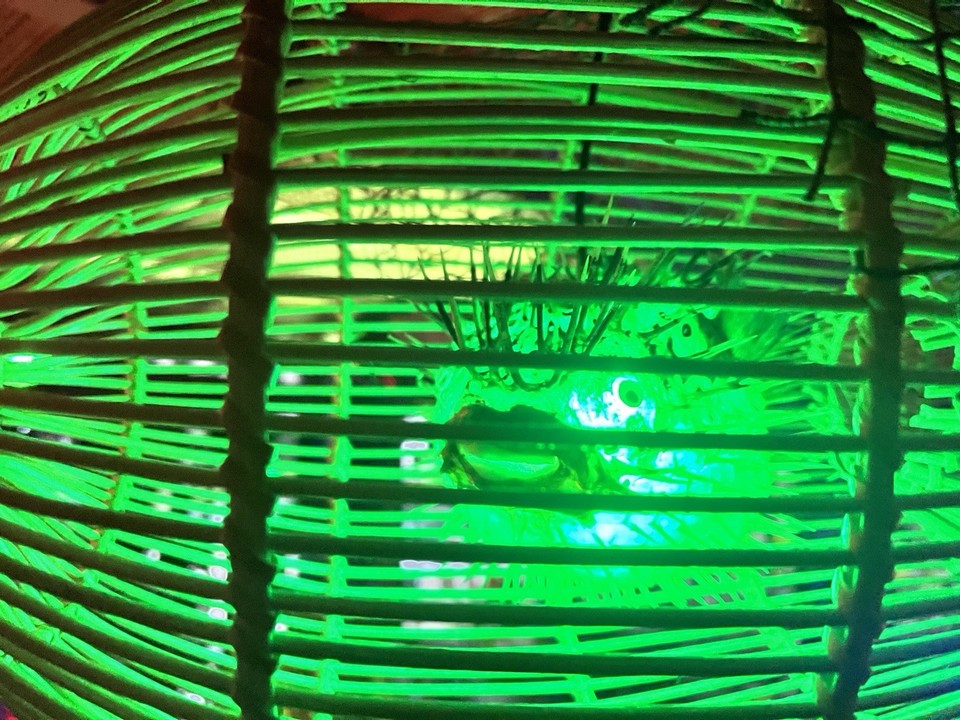 NEW Rattan Fish Trap Lamp W/ Real Puffer Fish Green Led Smokin Tikis ...