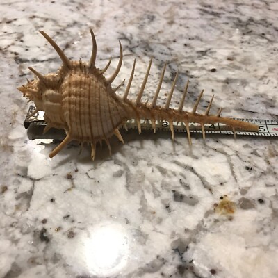 Natural Vintage 4-3/4" MUREX PECTEN Venus Comb spiny Seashell Shell | eBay