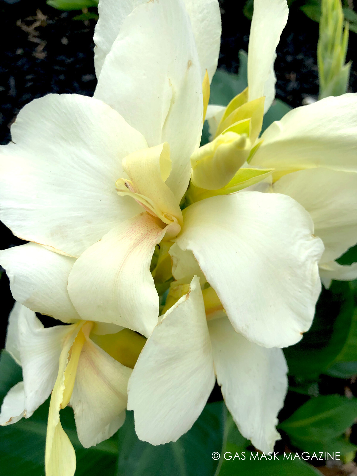 Rare Alaska White Canna Lily Live Plant Rhizome | eBay