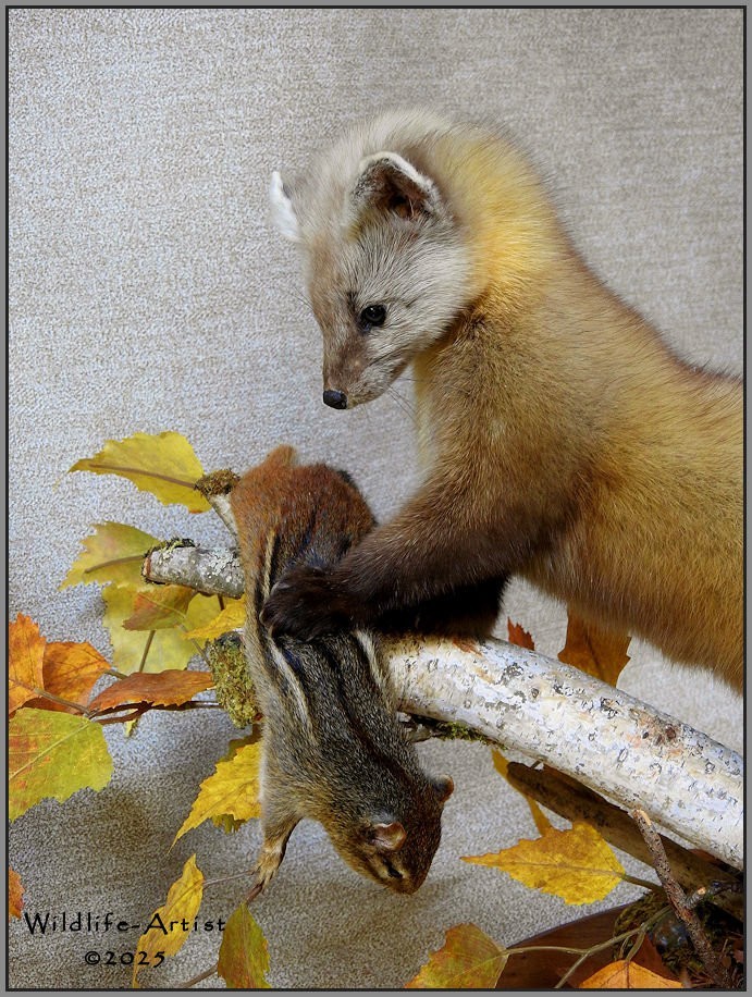 Marten Taxidermy Mount Bobcat Fox Raccoon Coyote Lynx Hunting Wildlife ...