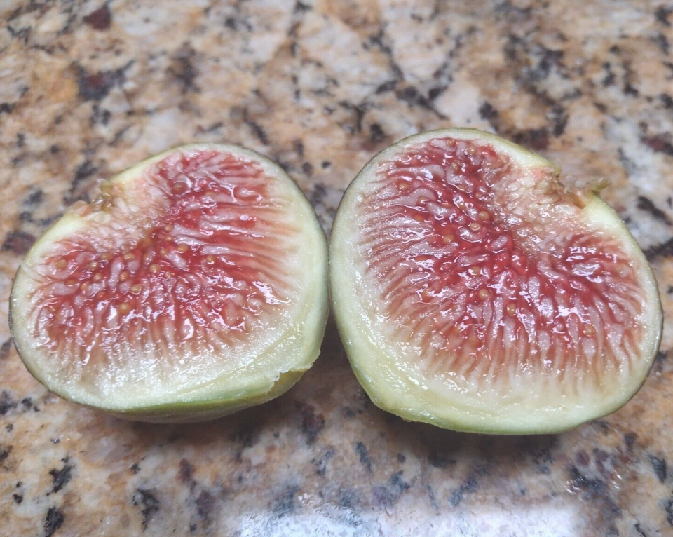 Amore Fig Tree - 2 Cuttings - Tasty Figs | eBay