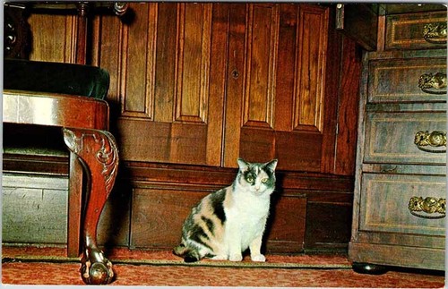 Postcard ANIMAL SCENE Lexington Kentucky KY j/17 AK2510 | eBay
