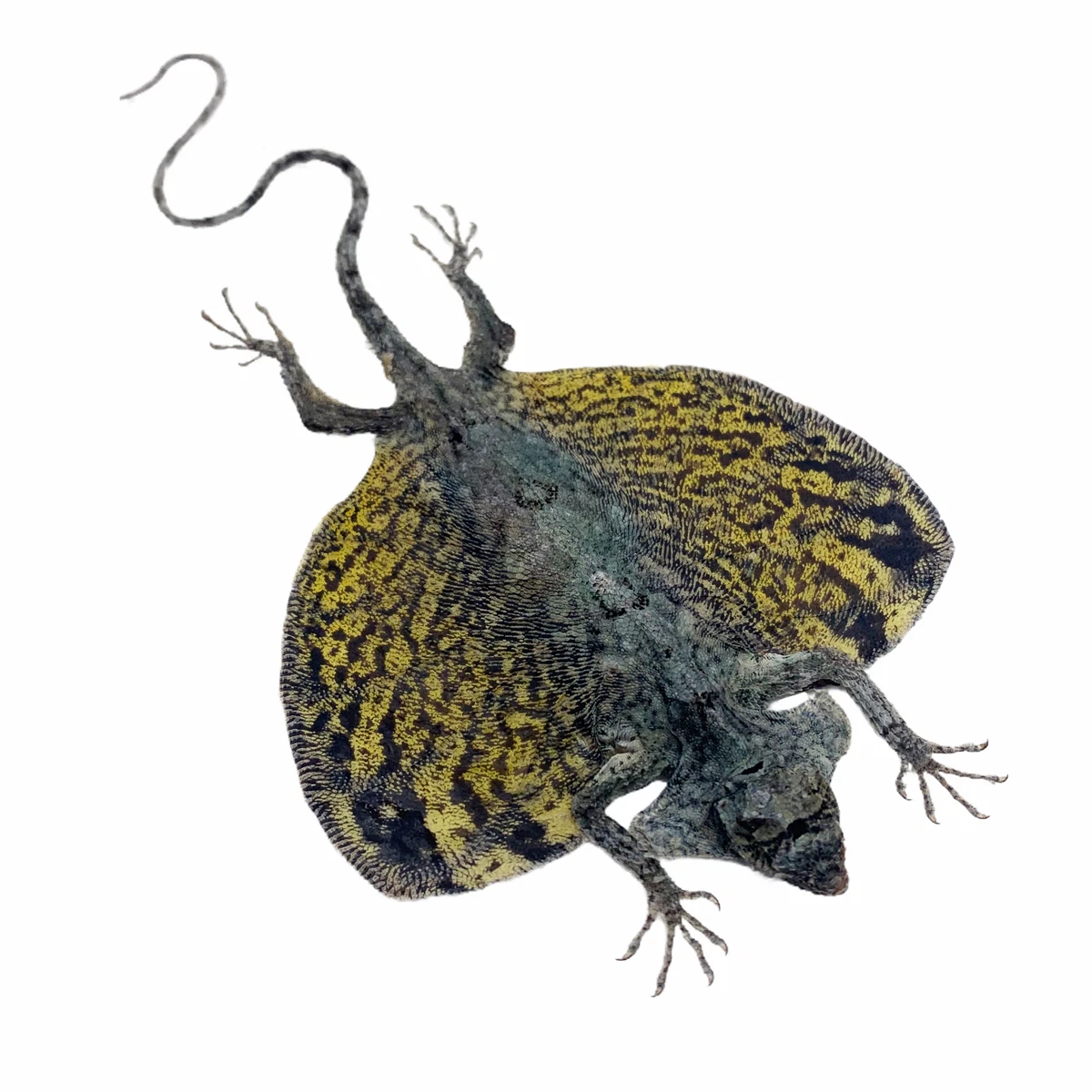 Reptile Indonesia Flying Draco