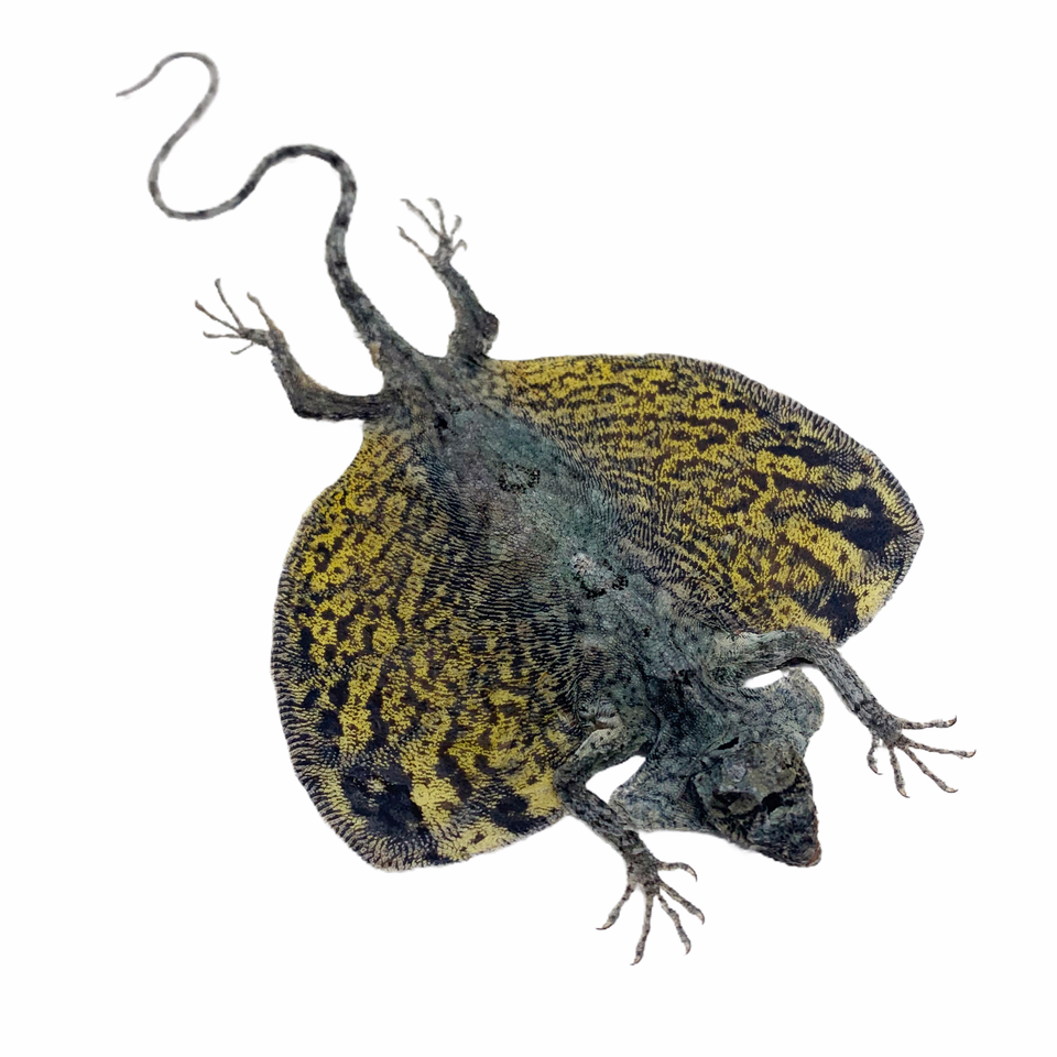 Real A1 Taxidermy YELLOW Draco Flying Lizard Indonesian Collectors ...