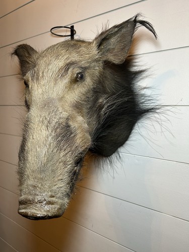 Rare African Wild Boar Bush Pig Head Mount Taxidermy Safari Hunt Fast ...