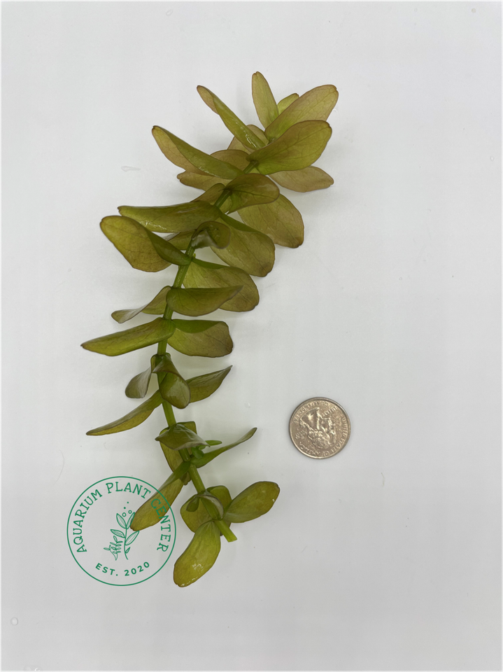 Bacopa caroliniana red, Live Aquarium/Aquatic/stem Plant, Planted Tank ...