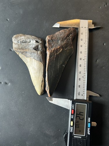 4.2 INCH REAL MEGALODON SHARK TOOTH BIG FOSSIL GENUINE PREHISTORIC MEG ...