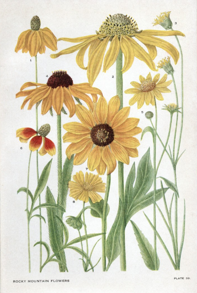 1928 Clements Rocky Mountain Flowers Vintage Botanical Print Sunflower ...