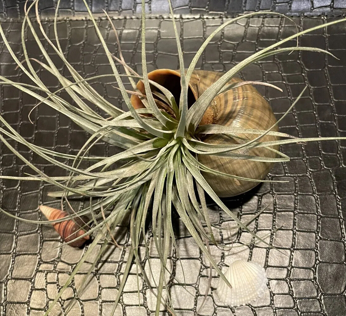 12 XL - Large Natural Clean Apple Snail Shells w/ 2”+ opening for decor ...