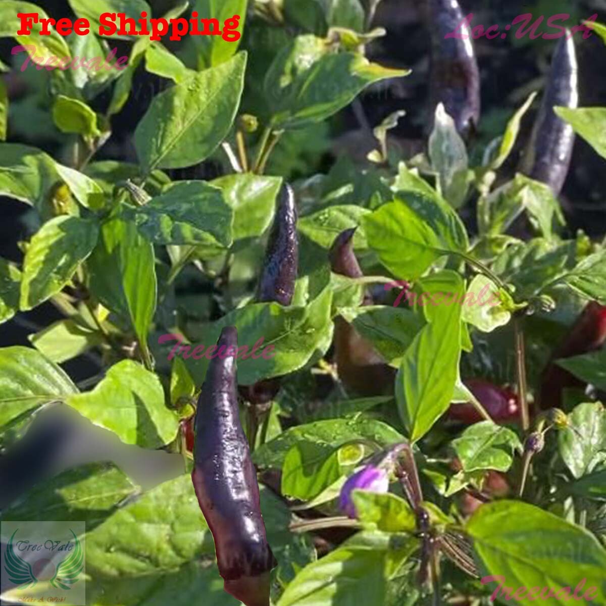 Hot Purple Tiger Pepper, Trifetti Hot Peppers SEEDS | NON-GMO, Organic ...