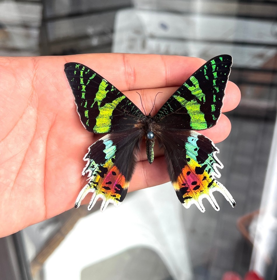 Real Butterflies Mantis Bee Specimen Artwork Dried Insect Taxidermy ...