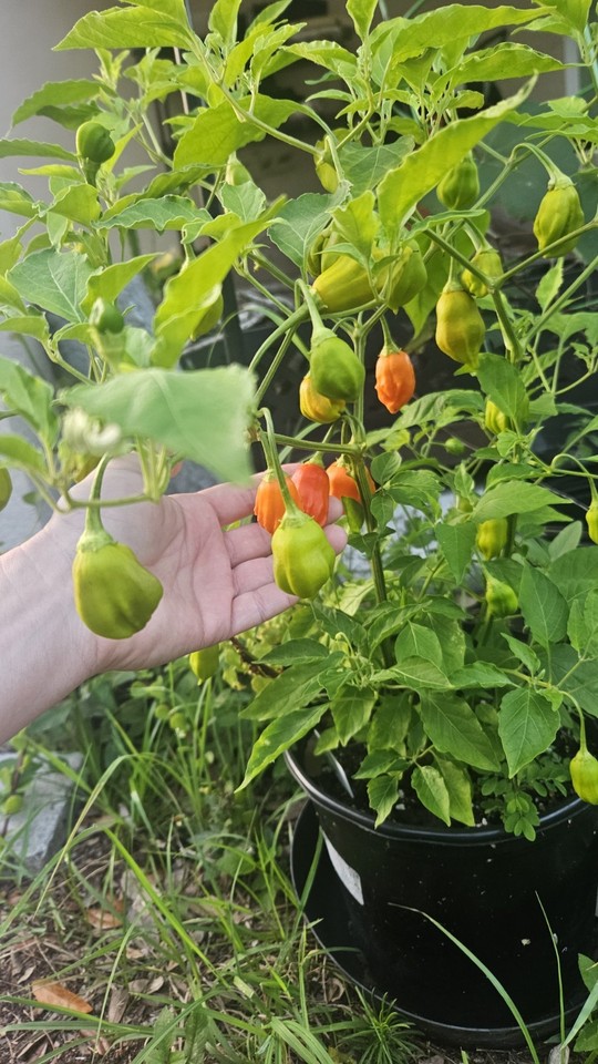 Rainforest Hot Chili Pepper Seeds (15) / Spicy / Florida Grown / RARE ...