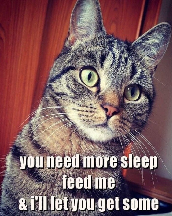 Insomnia Cat Meme Hilarious Crying Cat Memes We Totally Relate To