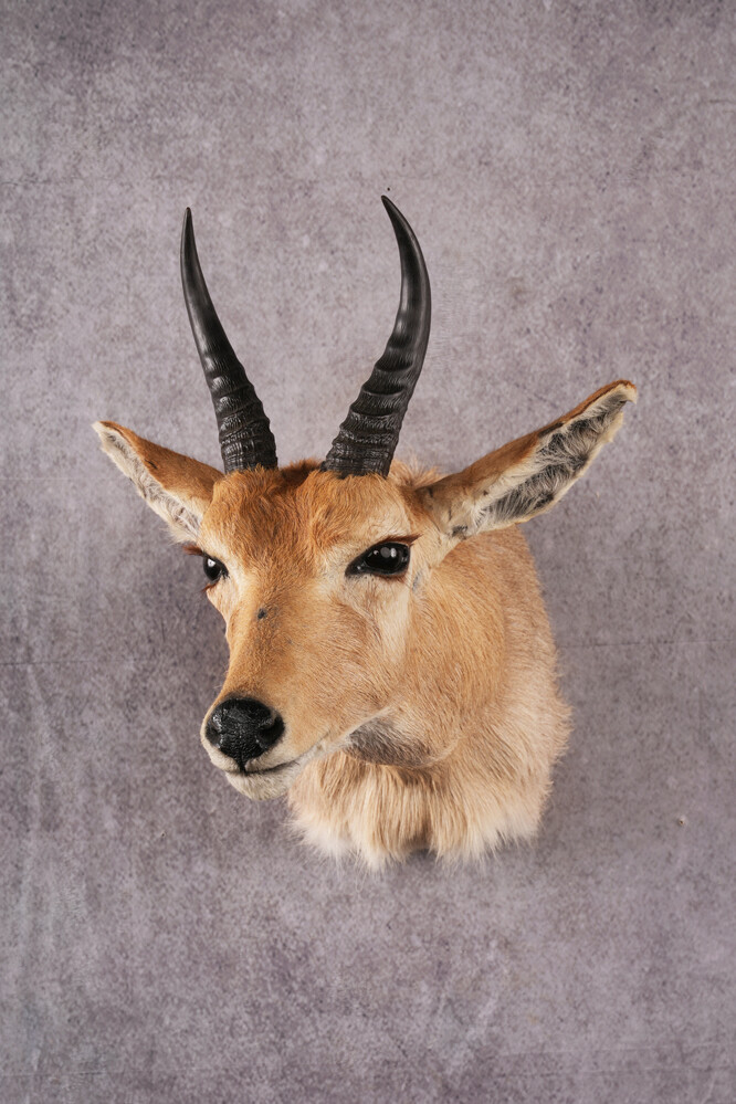 African Mountain Reedbuck taxidermy mount SKU 2558 | eBay