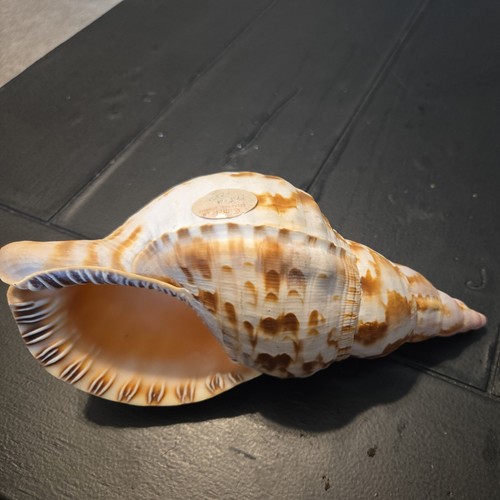 9" Pacific TRITON TRUMPET SHELL Spiral Seashell Beach Ocean Nautical ...