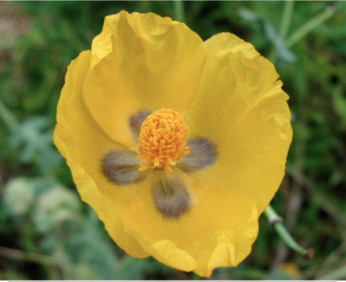 GLAUCIUM flavum - yellow horned poppy SOW AUTUMN or EARLY SPRING 50 ...