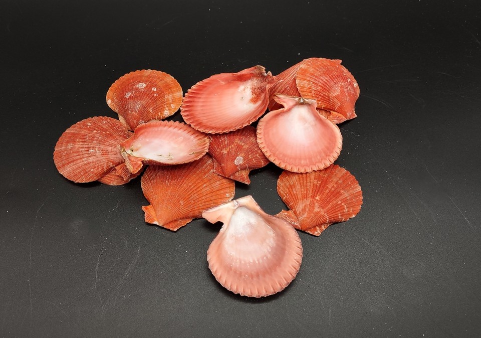 Fire Red Scallop Shell Halves Noble Approx. quarter pound shells 2 ...