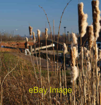 Photo 6x4 Bull rushes growing in the Chesterfield Canal Worksop Deep ...