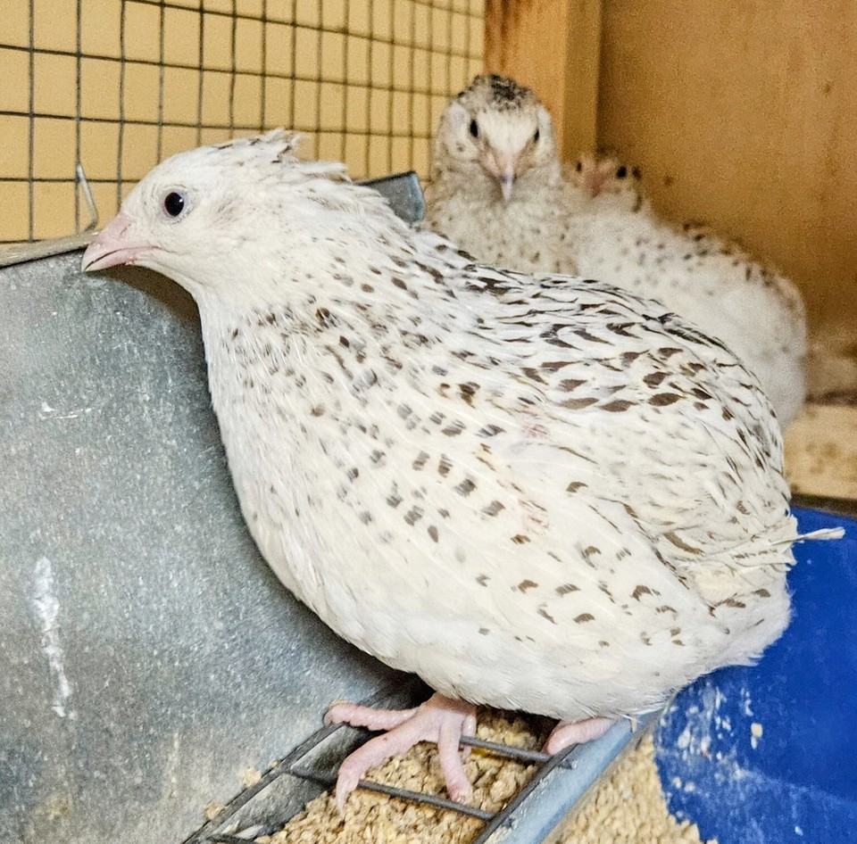 Coturnix Quail- 12 Rare Pearl & 12 Texas A&M Quail | eBay