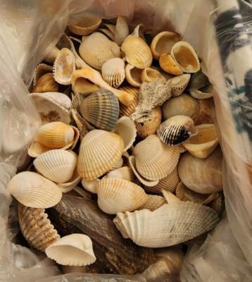 Atlantic Ocean Shells Collecting And Identifying Seashells Atlantic