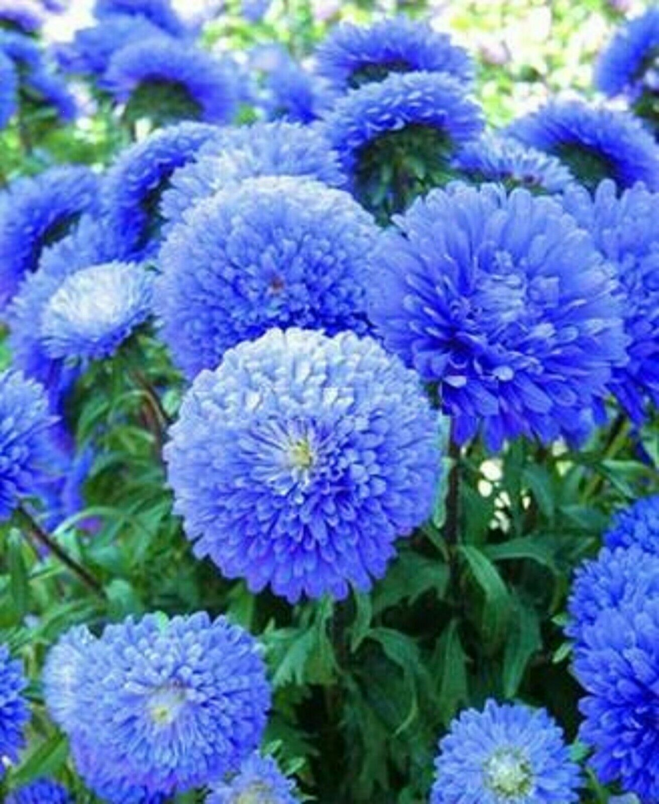 Blue Aster