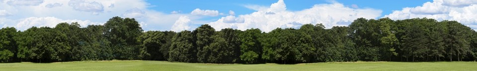 TrainJunkies Just Trees 1 Model Railroad Backdrop | eBay