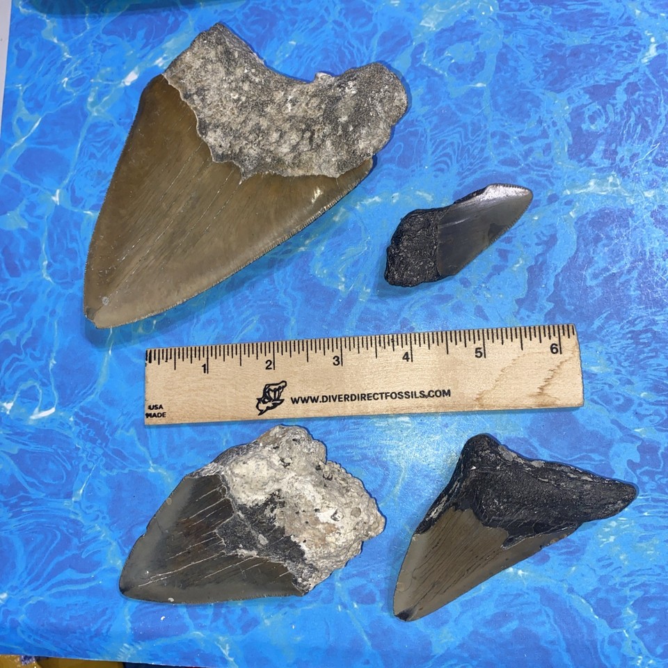 MEGALODON SHARK TEETH 1 POUND FRAGS TEETH MEG SCUBA DIVER DIRECT FOSSIL ...