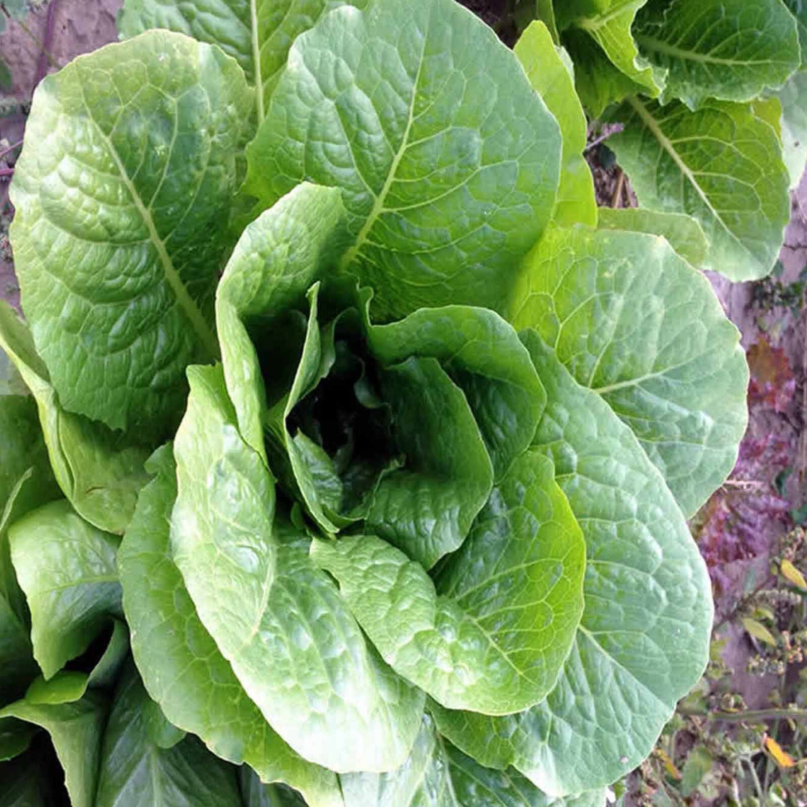LETTUCE PARRIS ISLAND COS GREEN 175+ Seeds Cool Season VEGETABLES ...