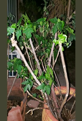 Chaya organic large mature plants. Spinach tree. Super Food | eBay