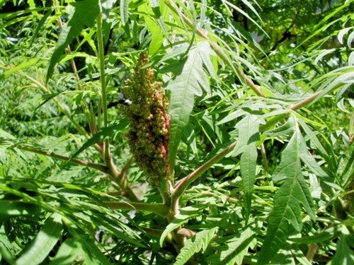 30 CUTLEAF SUMAC SEEEDS - Rhus typhina laciniata | eBay