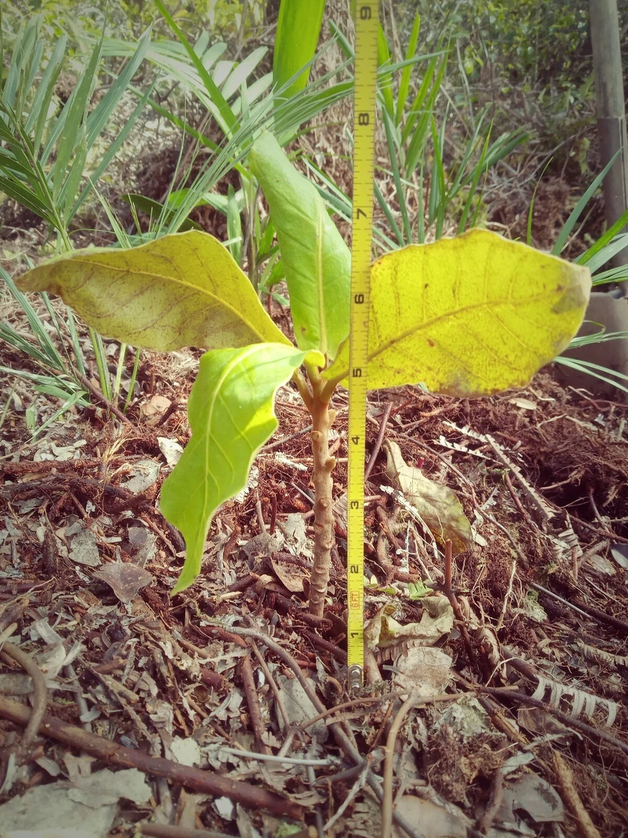 False Kamani Terminalia