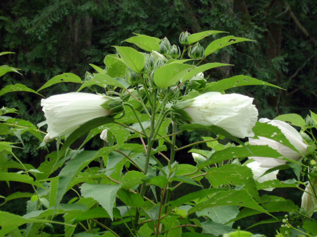 30 WHITE SWAMP ROSE MALLOW SEEEDS ( ALL WHITE ) - WILD HIBISCUS | eBay