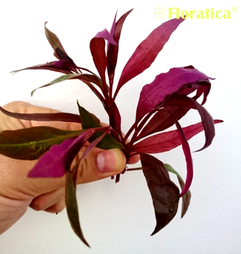 8 Alternanthera Rosaefolia Rooted Live Aquarium Plants Tropical Water ...