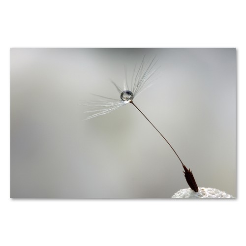 Postereck 1795 Poster Leinwand Pusteblume, Wassertropfen Natur Blume ...