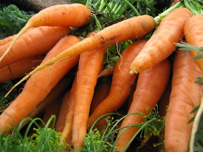 Scarlet Nantes Carrot Seeds, Early Coreless, NON-GMO, Variety Sizes ...